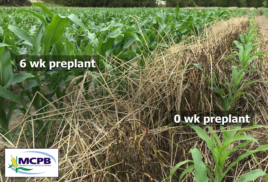 When should Cover Crops be Terminated for Corn? | Mississippi Crop ...