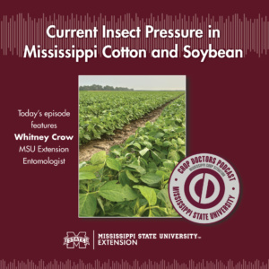 Current Insect Pressure in Mississippi Cotton and Soybean (podcast ...